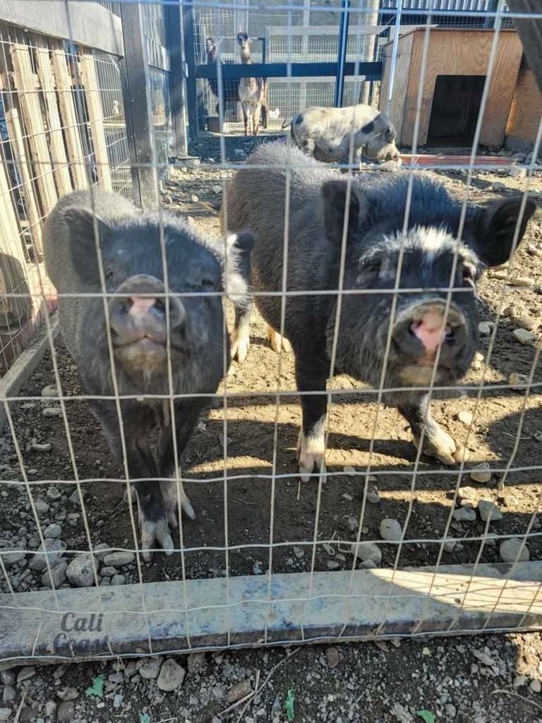 Vega Vineyard & Farm