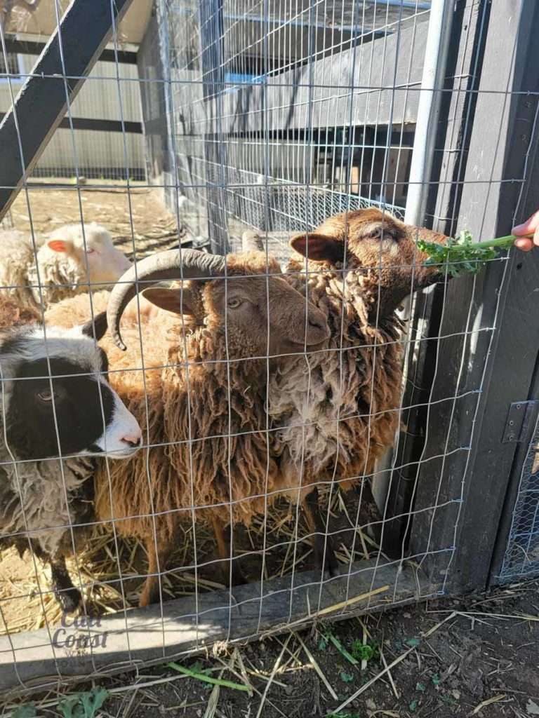Vega Vineyard & Farm