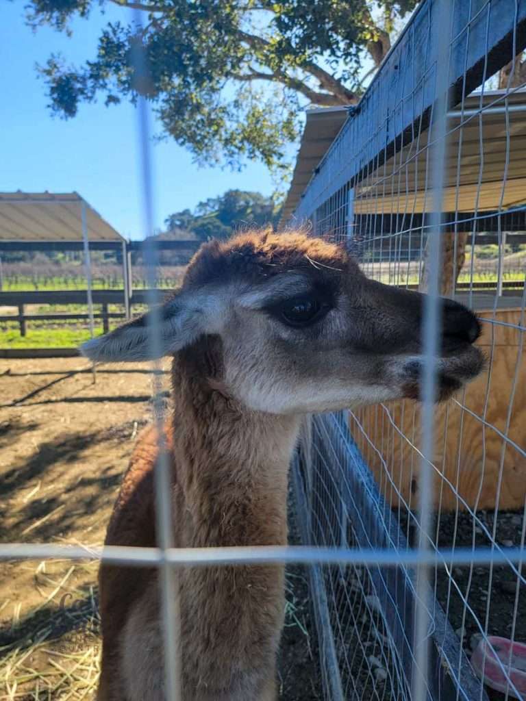 Vega Vineyard & Farm