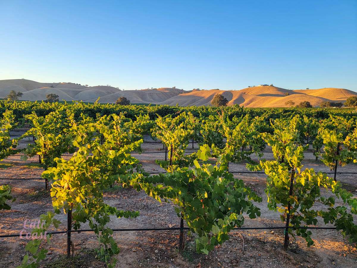 Sparkling Wine on Paso Robles' Eastside - Cali Coast Wine Country