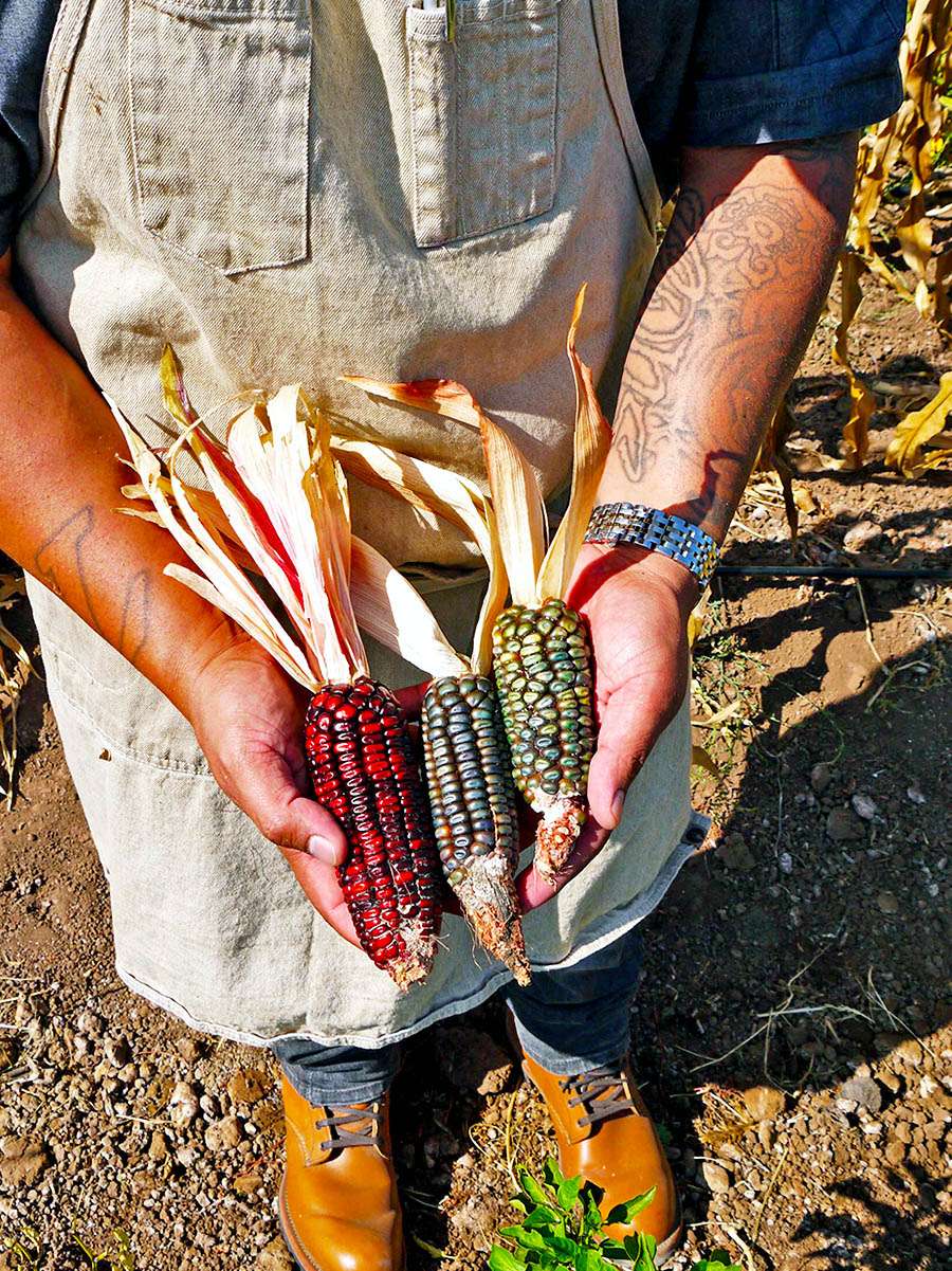 Cali Coast Wine Country | Valle Fresh Oaxacan Corn Corn Conrad by Liz ...