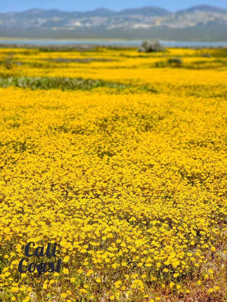 California Superbloom in San Luis Obispo County