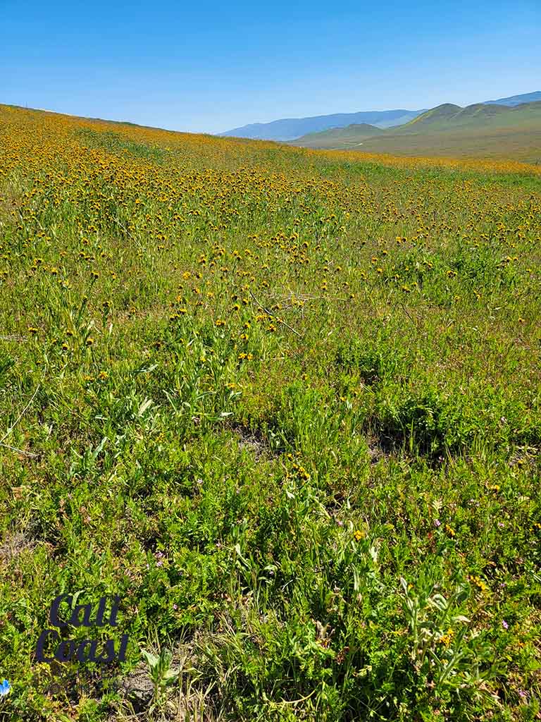 California Superbloom in San Luis Obispo County
